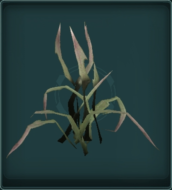 Plant Details - The Junkyard